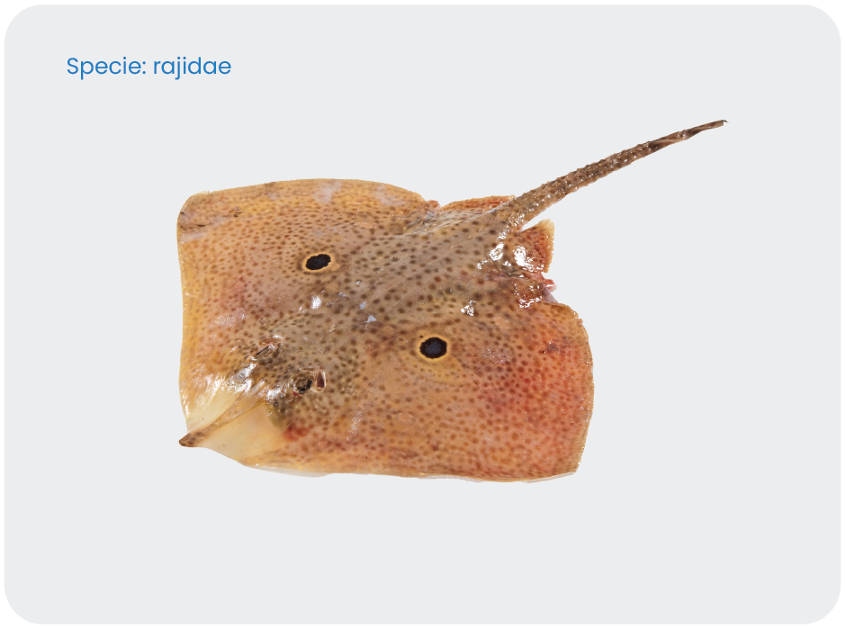 Skate | International Fish Canners