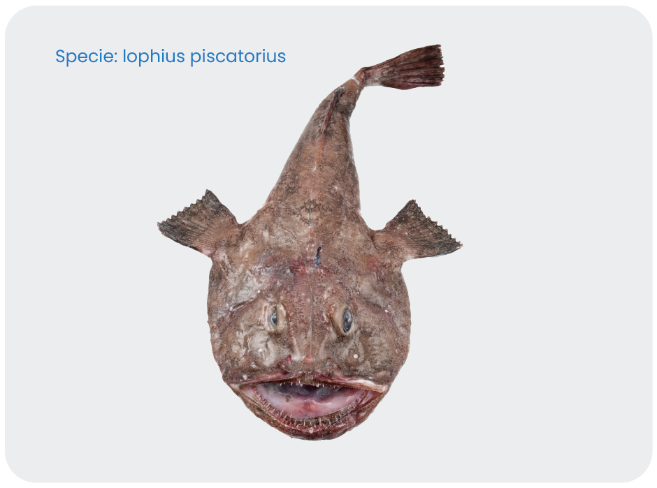 Monkfish | International Fish Canners