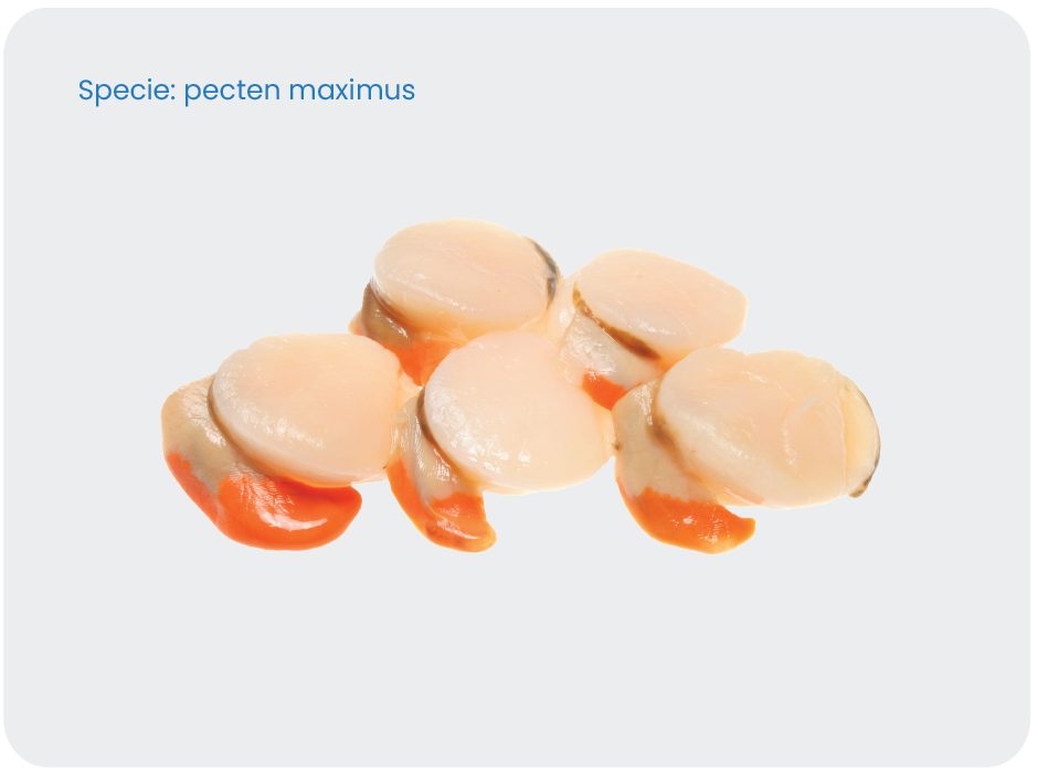 Scallop | International Fish Canners